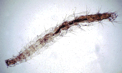 Flea Tapeworm Segment
